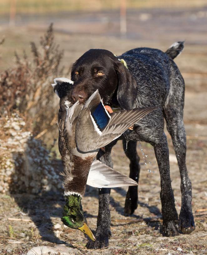Shady Acres Retrievers