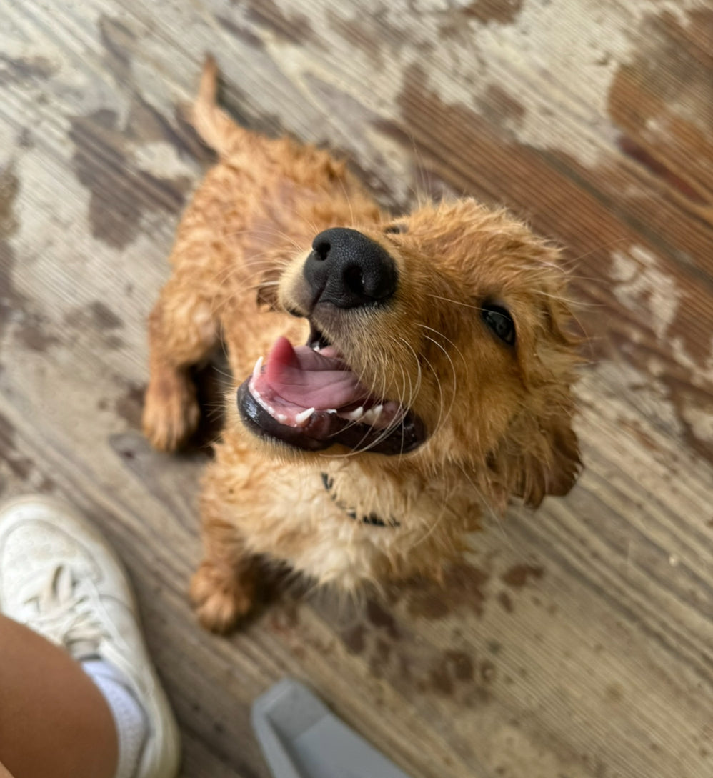 America & Boone's Puppies – Shady Acres Retrievers