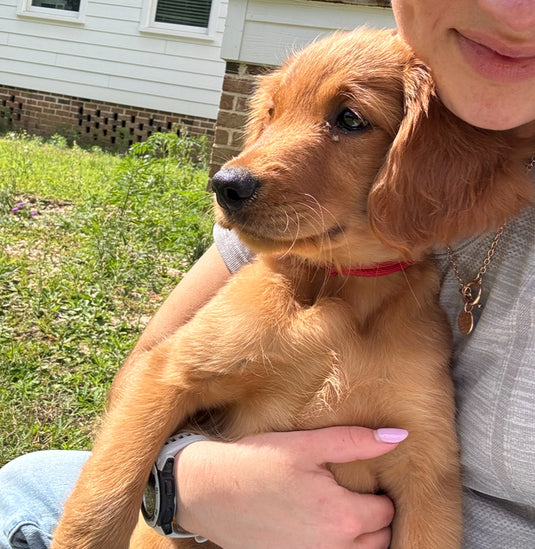 America & Boone's Puppies – Shady Acres Retrievers