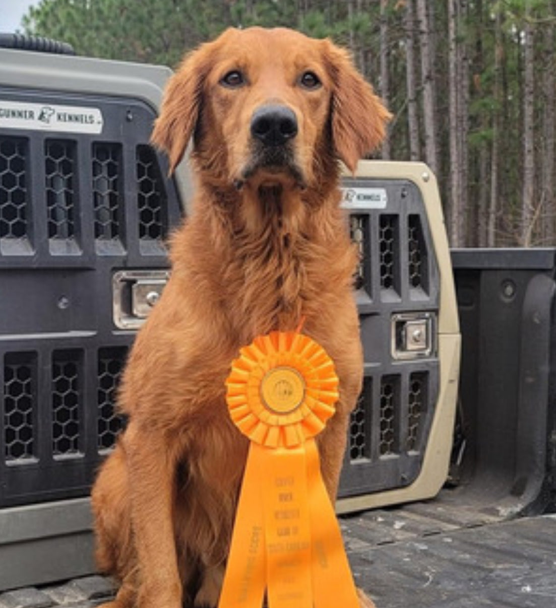 America & Boone's Puppies – Shady Acres Retrievers