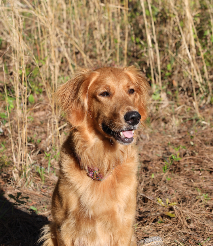 America & Boone's Puppies – Shady Acres Retrievers